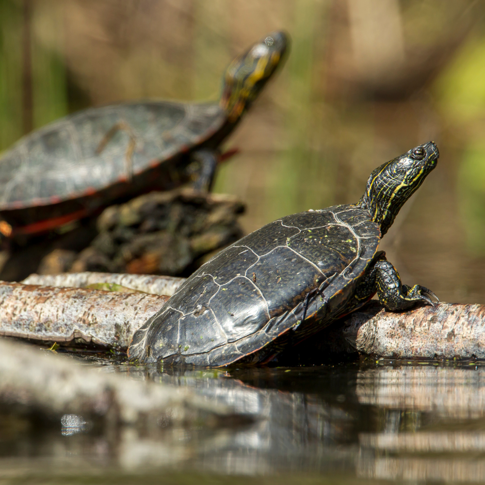 Broastele testoase si mediul de viata propice acestora – Maxi-Pet.ro