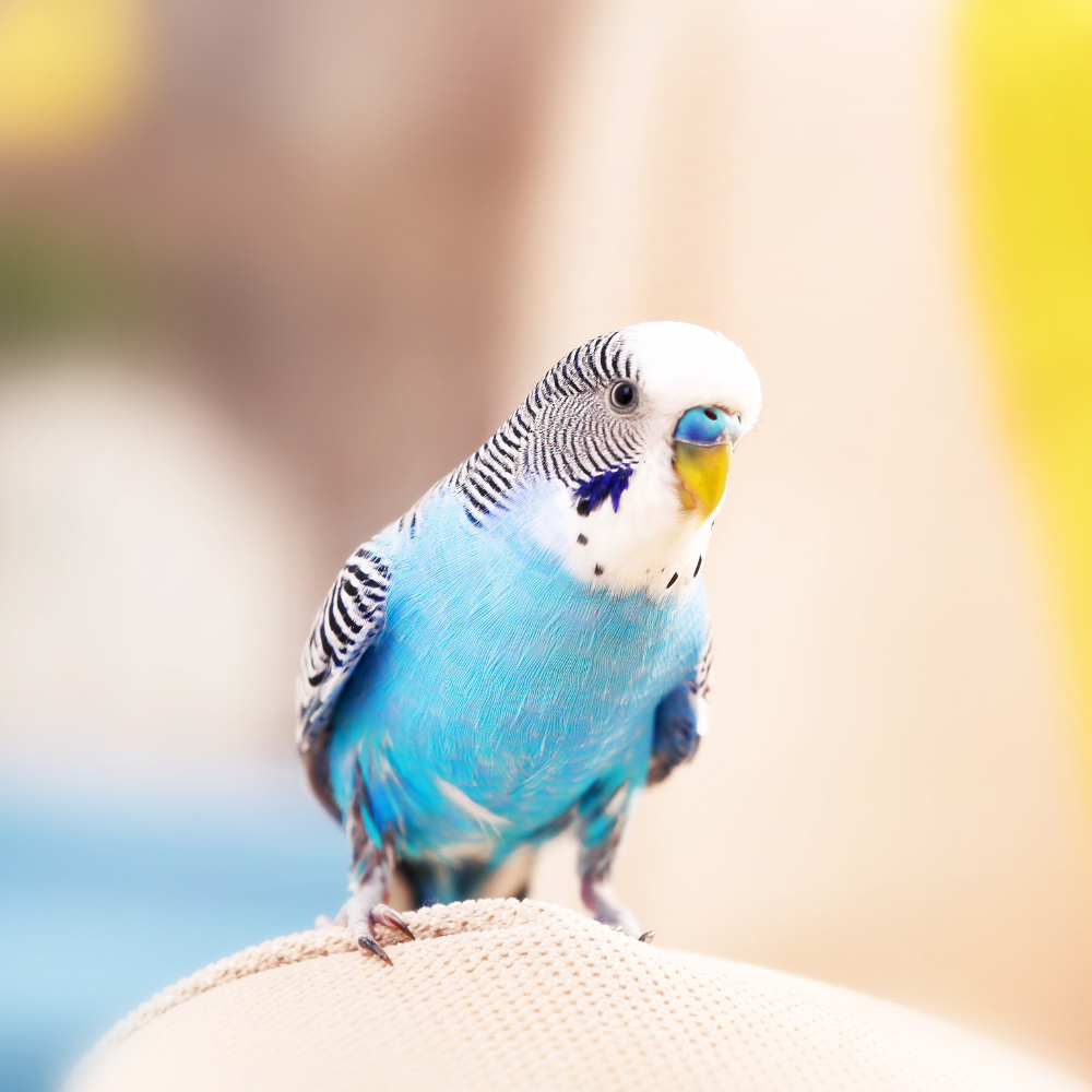 Regurgitare hrană peruș – Maxi-Pet.ro