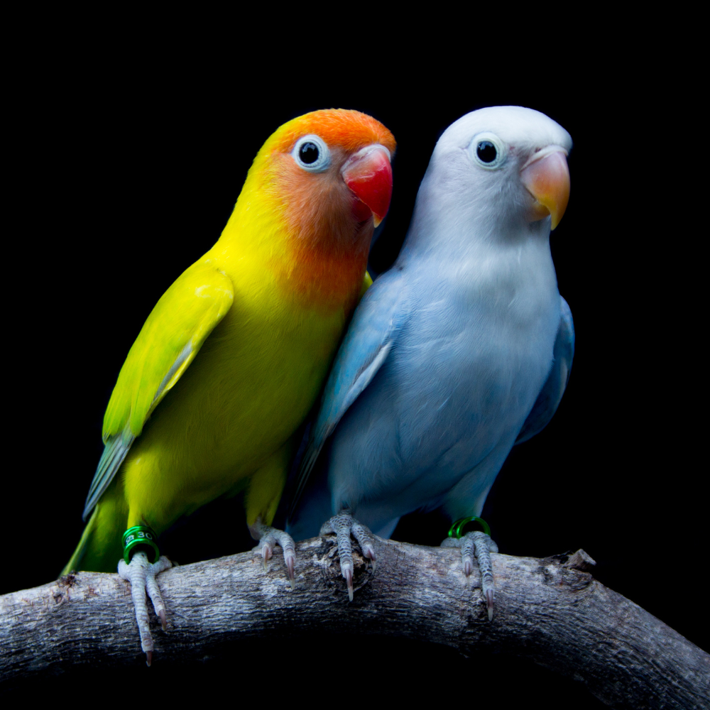 Sfaturi despre papagalii amorezi – Maxi-Pet.ro