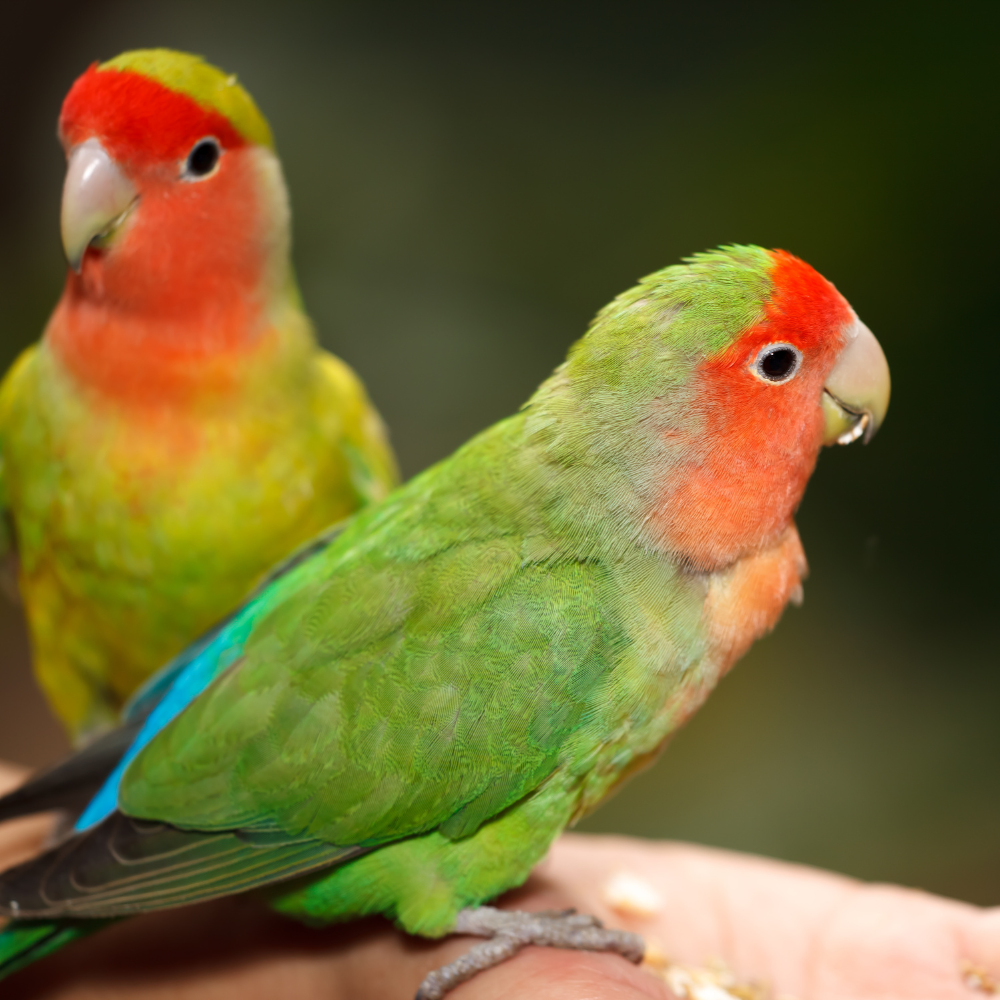 Sezonul de imperechere la pasari – Maxi-Pet.ro