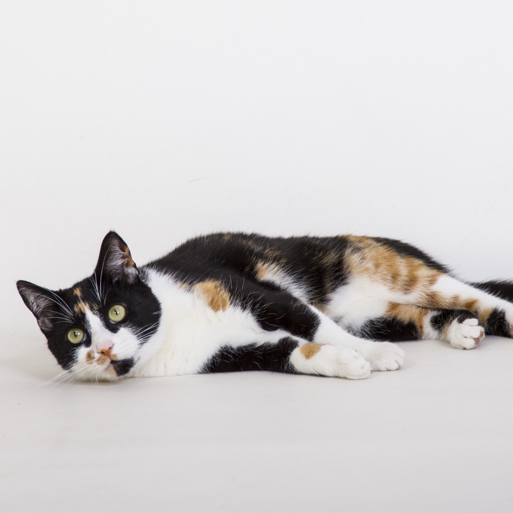 Deparazitarea interna si externa la pisici – Maxi-Pet.ro