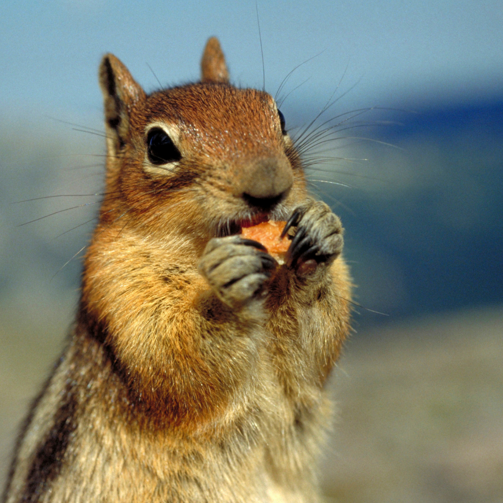 Modul de hranire al veveritei europene – Maxi-Pet.ro