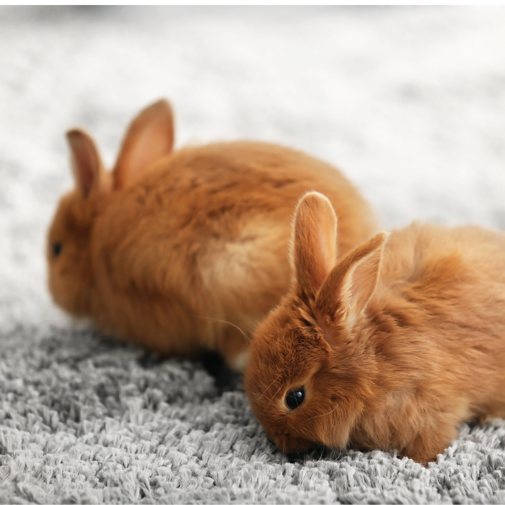 Iepurele meu a început să urineze peste tot prin casă – Maxi-Pet.ro