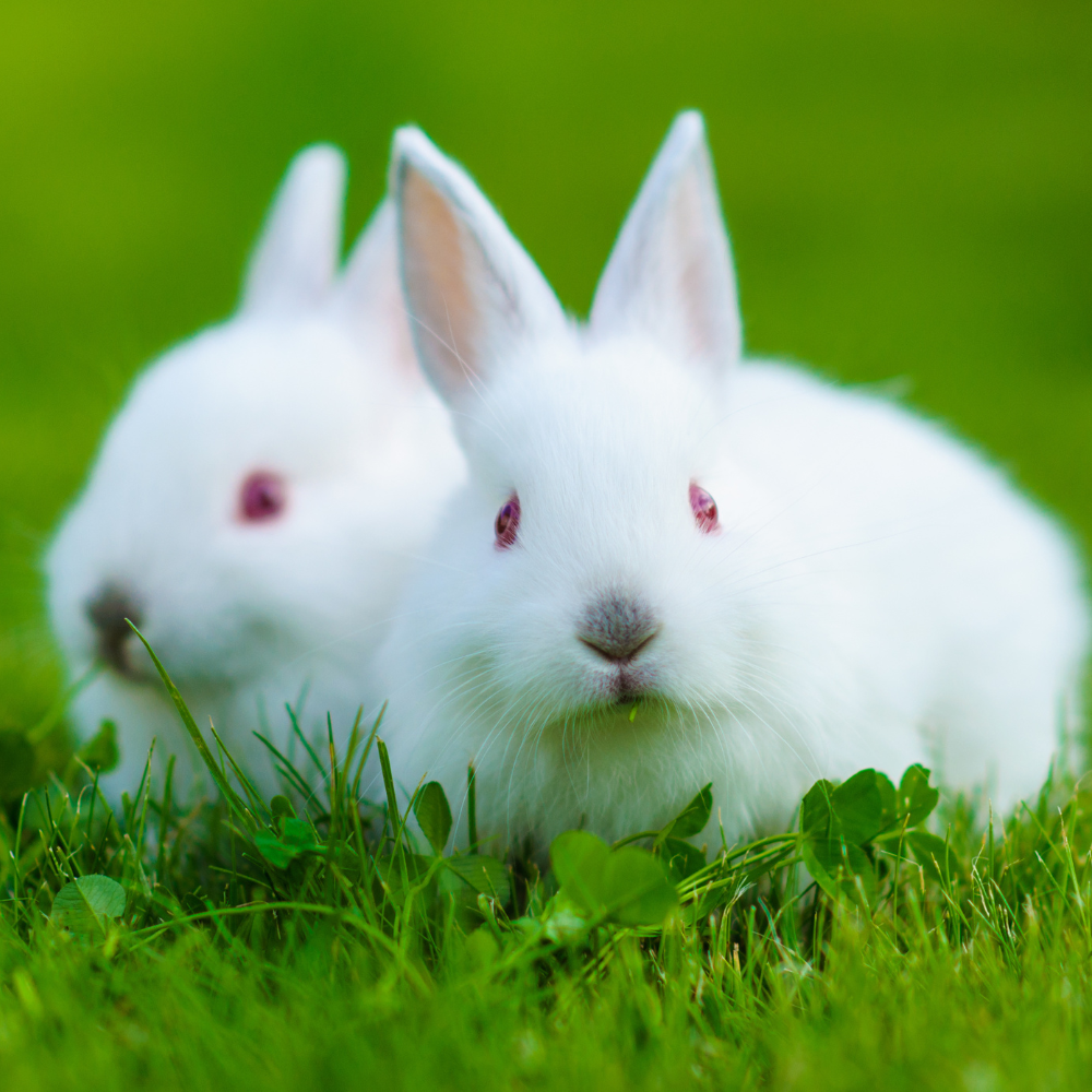 Instinctele sexuale dupa sterilizare la iepure – Maxi-Pet.ro