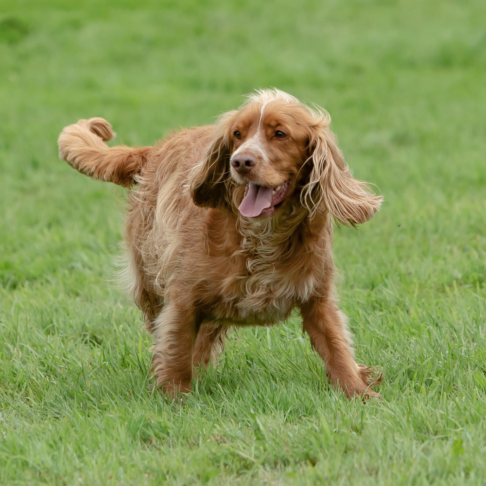 Tipuri de raie – Maxi-Pet.ro