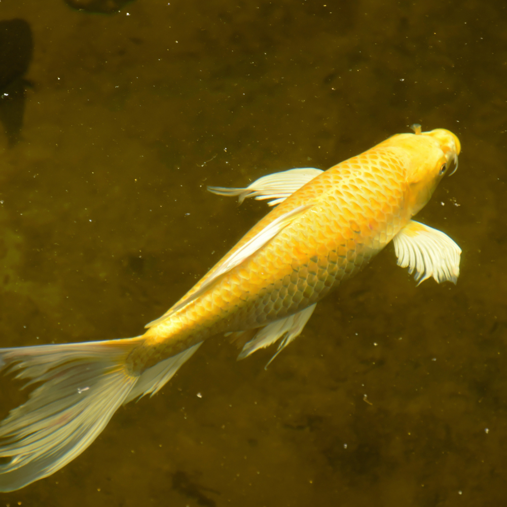 Lucruri necesare pentru asigurarea unei vieţi sănătoase pentru carasul ...